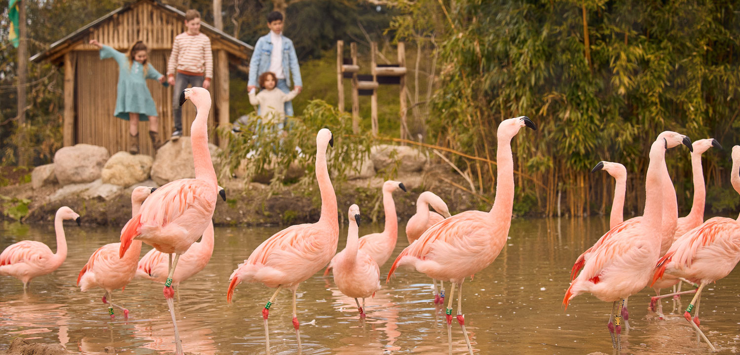 ZooParc Overloon | Thebe Extra